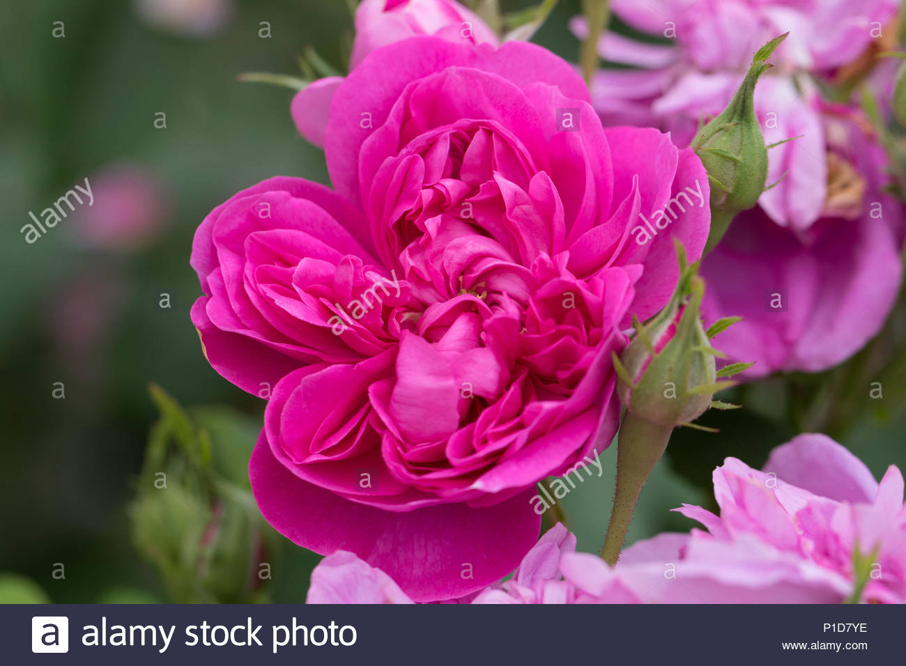 Amanda Rose High Resolution Stock Photography and Images - Alamy