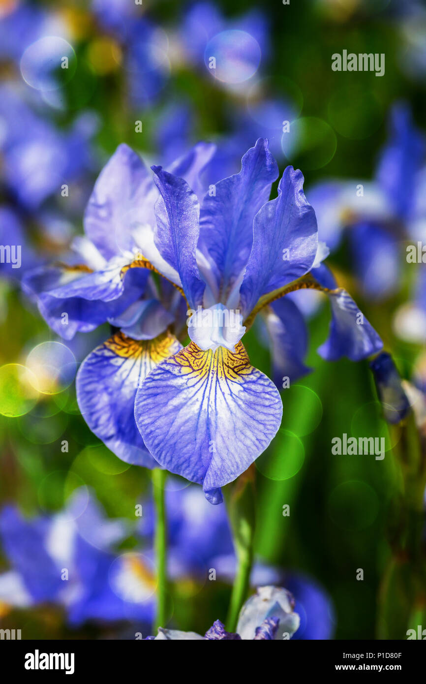 Elegant blue garden flower hi-res stock photography and images - Alamy