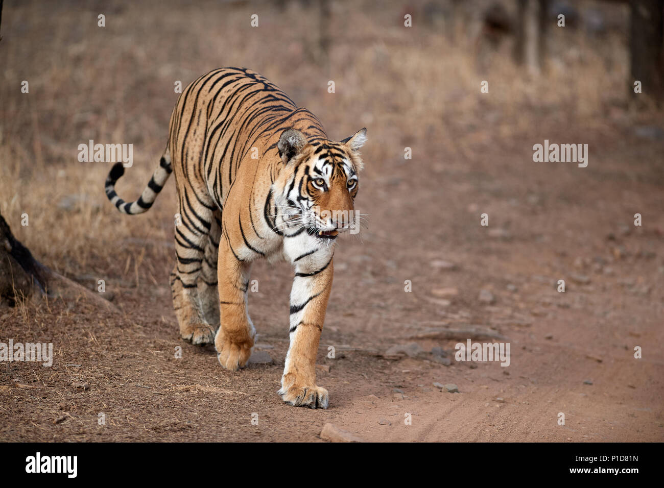 Tigress arrowhead hi-res stock photography and images - Alamy