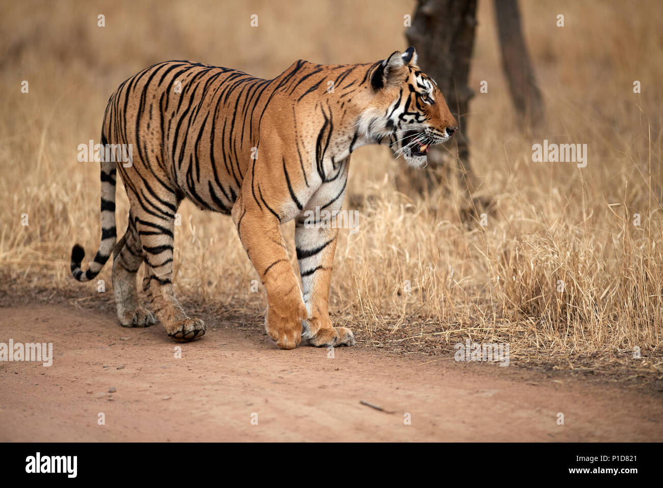 Tigress Arrowhead T84 Stock Photo - Alamy