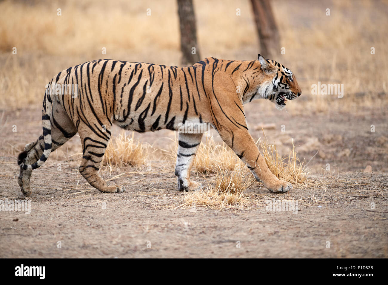 Tigress arrowhead hi-res stock photography and images - Alamy