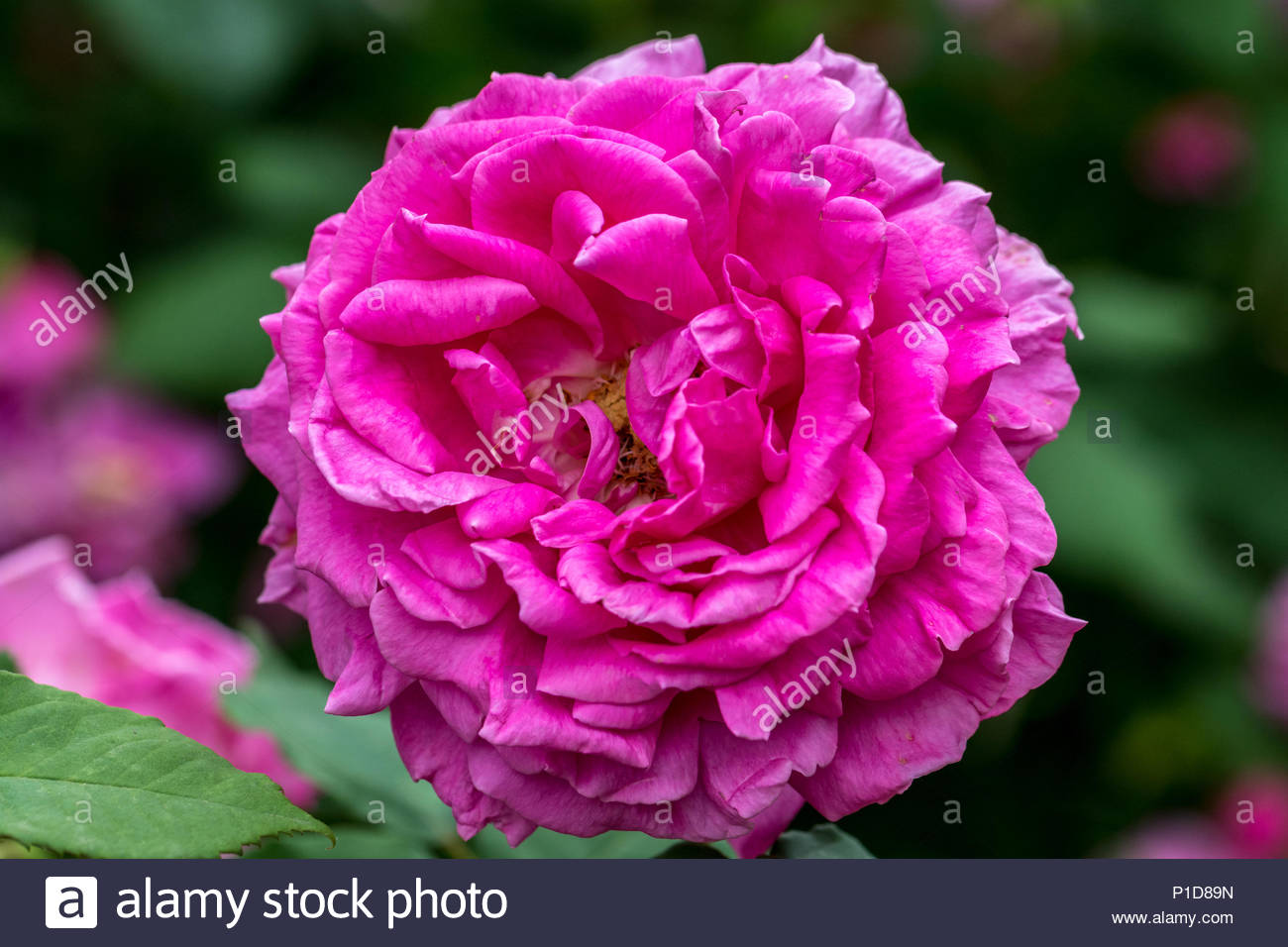 Double Rose Stock Photos & Double Rose Stock Images - Alamy