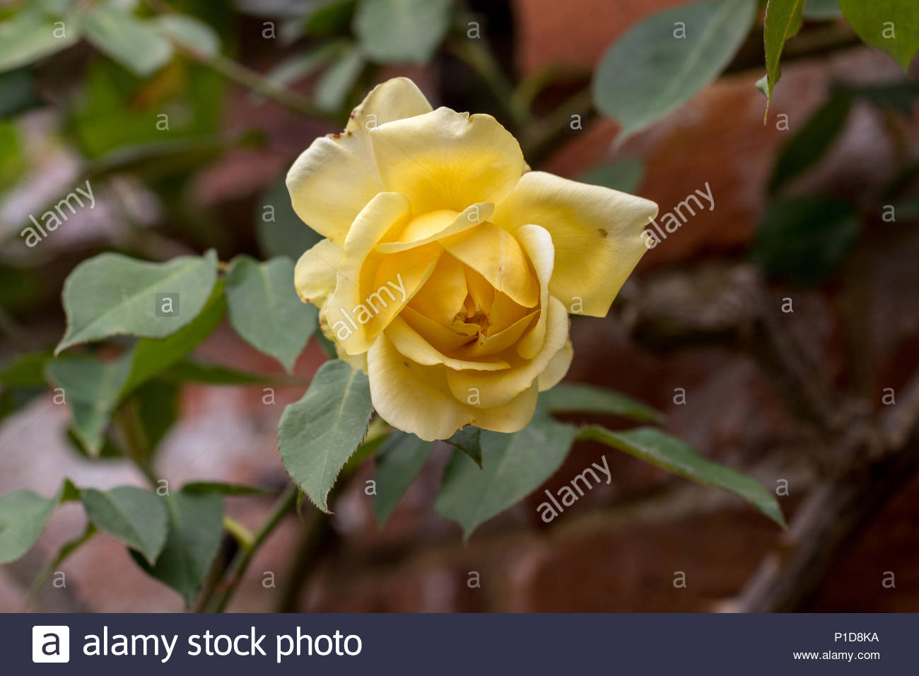 Hardy Climbing Rose High Resolution Stock Photography and Images - Alamy