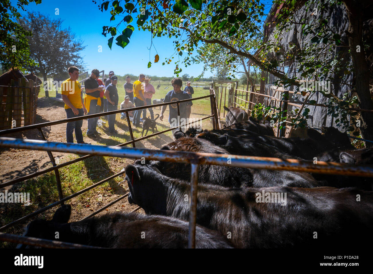 Cattle Sorting High Resolution Stock Photography and Images - Alamy