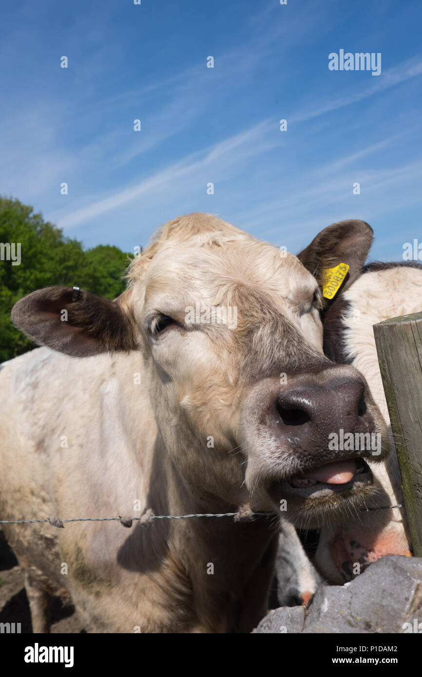 Blue tongue cow hi-res stock photography and images - Alamy