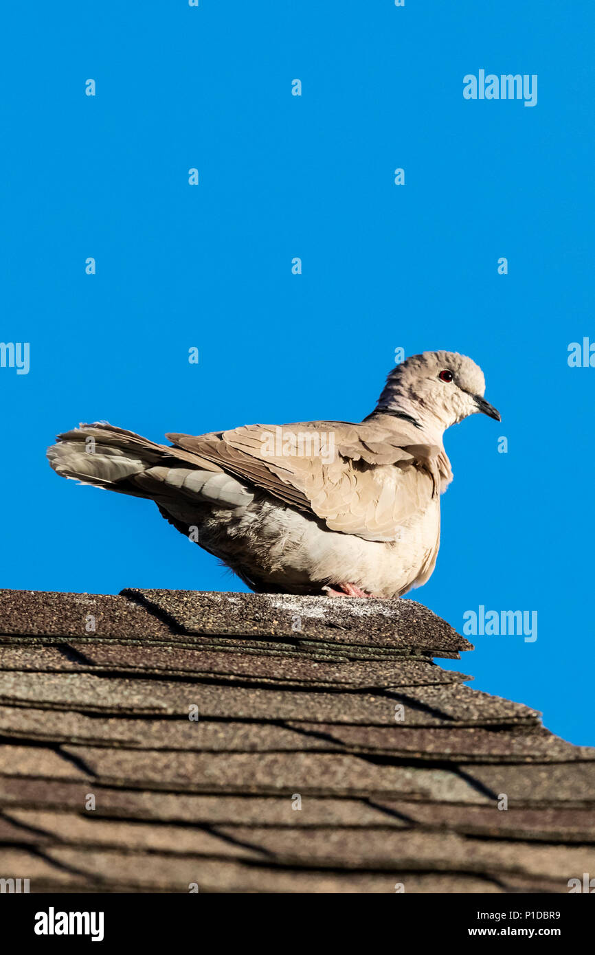 Ring necked dove hi-res stock photography and images - Alamy