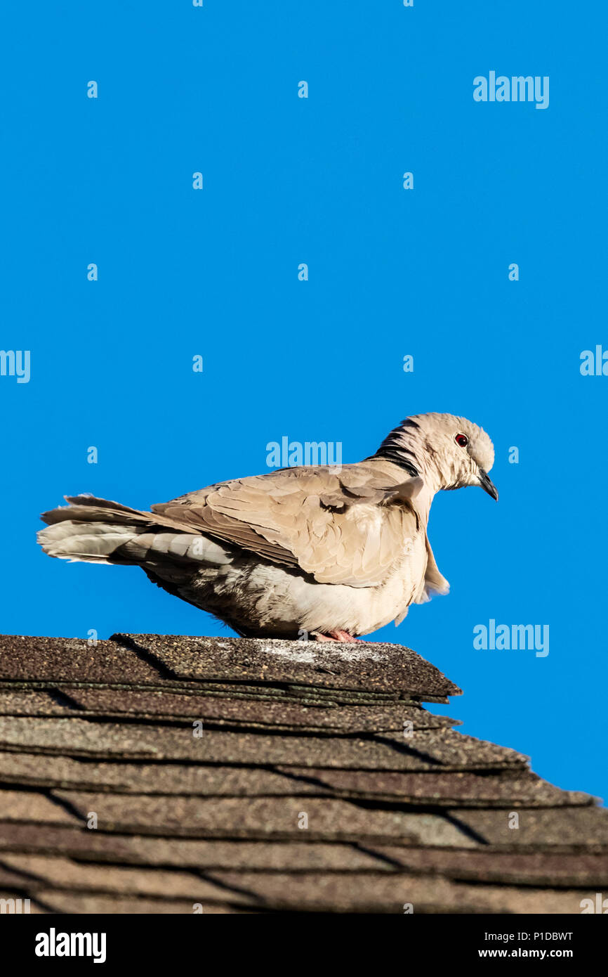 Ring necked dove hi-res stock photography and images - Alamy