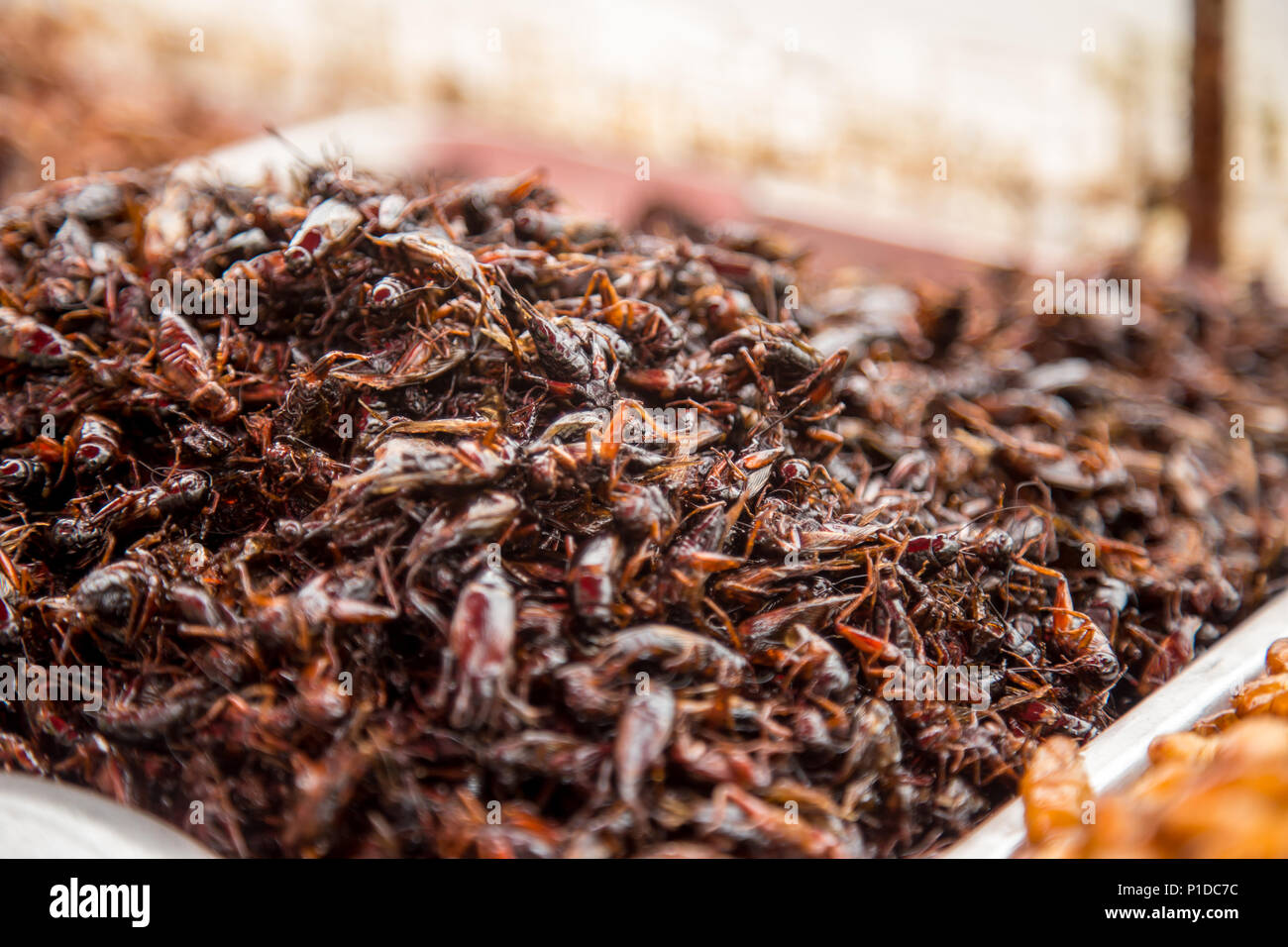 Cook grasshoppers hi-res stock photography and images - Alamy