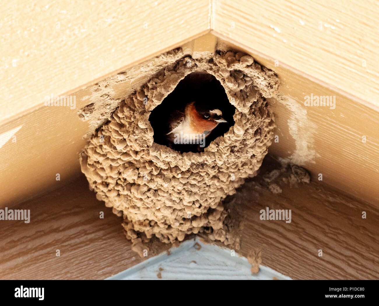 American Barn Swallow; Hirundo rustica; in mud nest; Salida; Colorado ...
