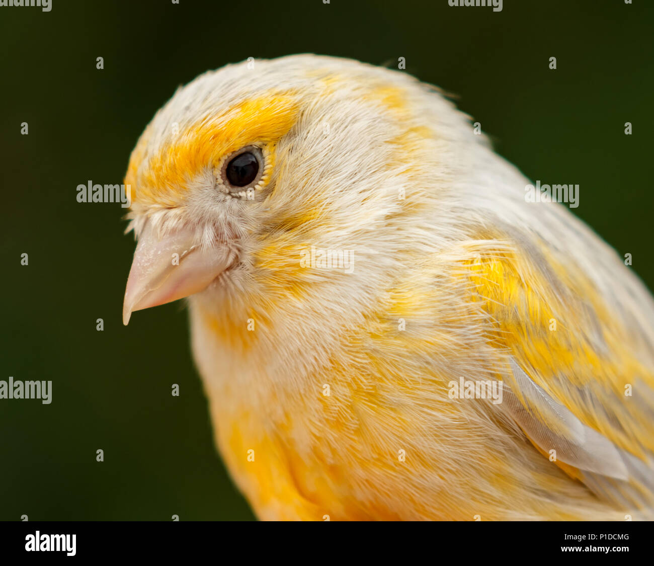 Beautiful yellow canary with a nice plumage Stock Photo - Alamy