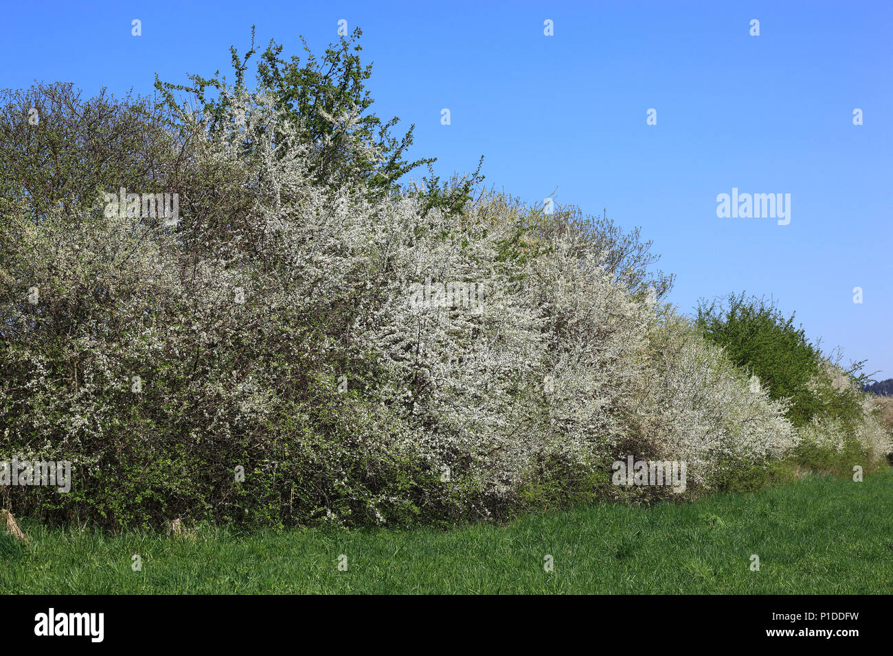 Blackthorn hedge hi-res stock photography and images - Alamy