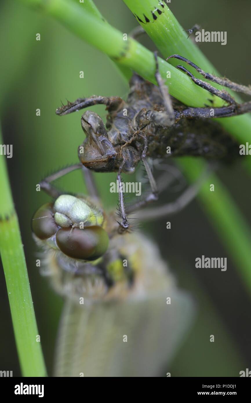 Hatching dragonfly hi-res stock photography and images - Alamy