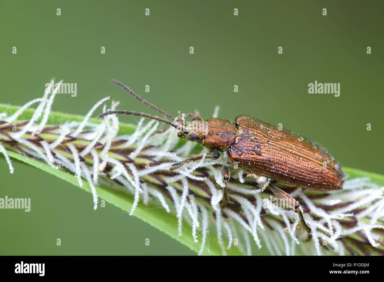 Reed beetle, Donacia bicolor Stock Photo - Alamy