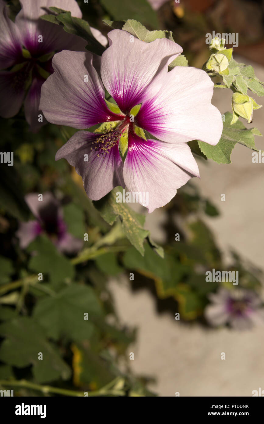 Tree Mallow (Lavatera maritima Stock Photo - Alamy