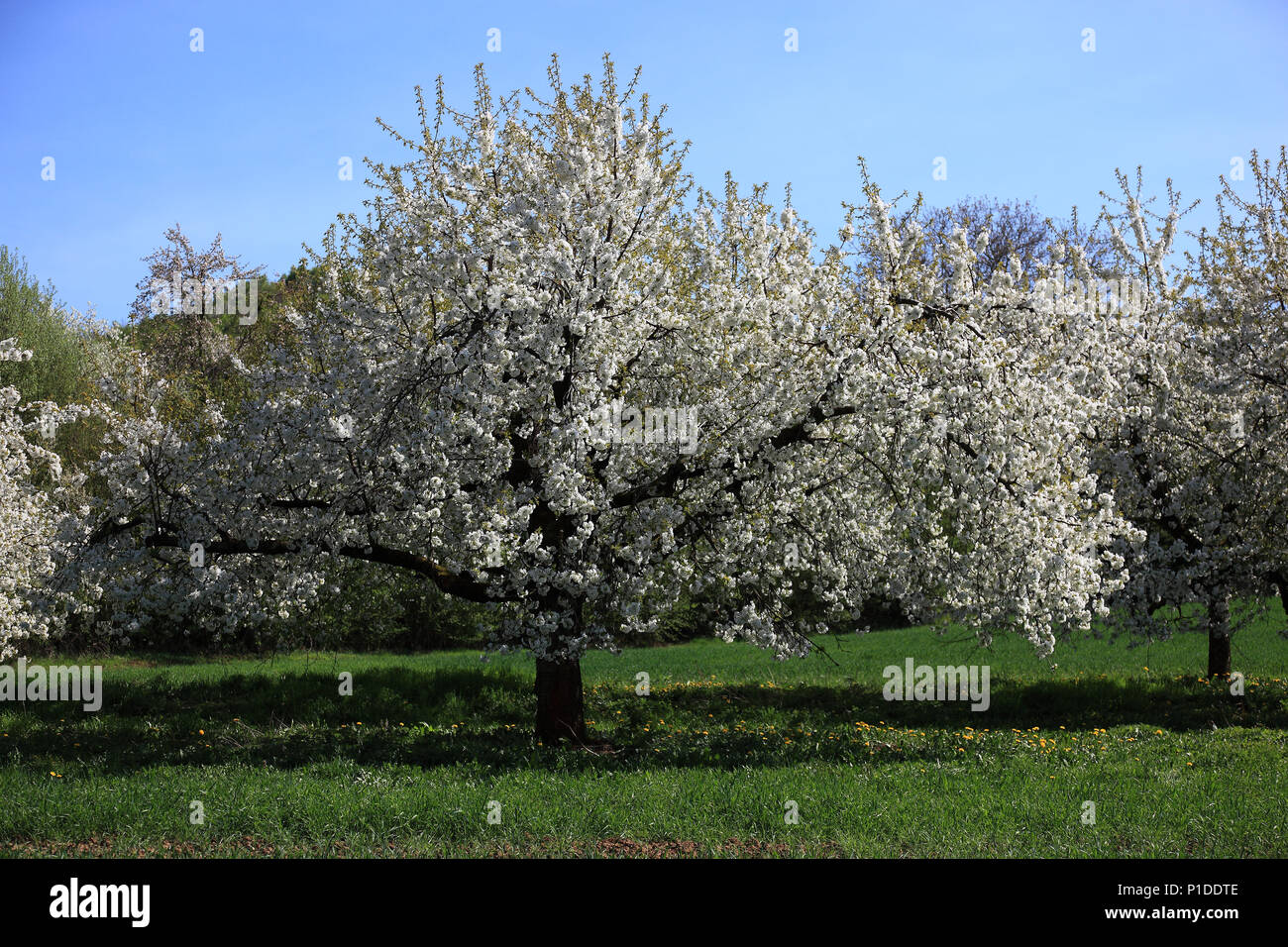 Cherry Blossom, Flowering cherry trees, here in the Franconian ...