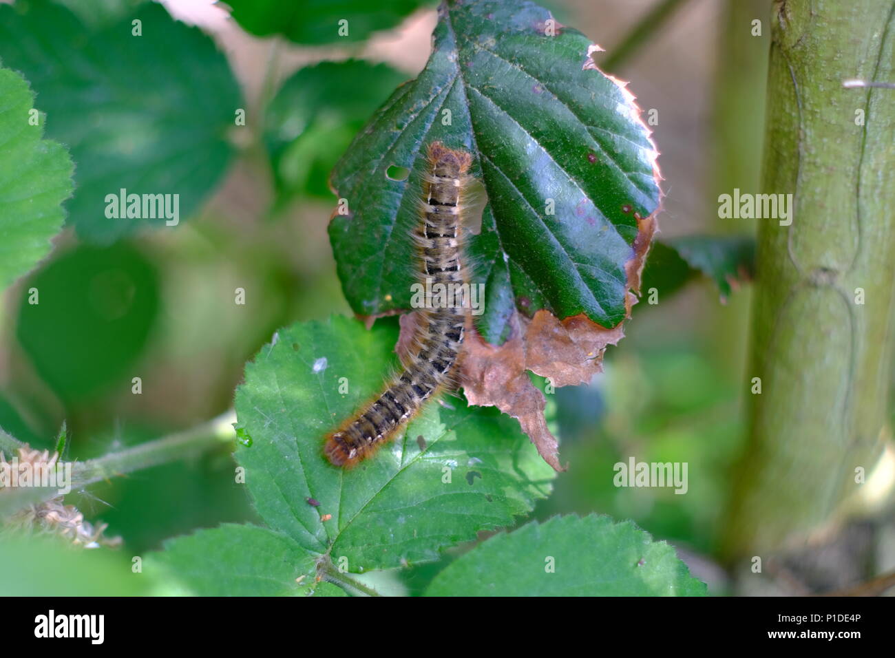 An Oak Egger Moth on a bramble leaf Stock Photo - Alamy