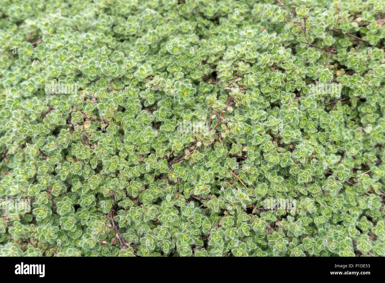 Woolly thyme hi-res stock photography and images - Alamy