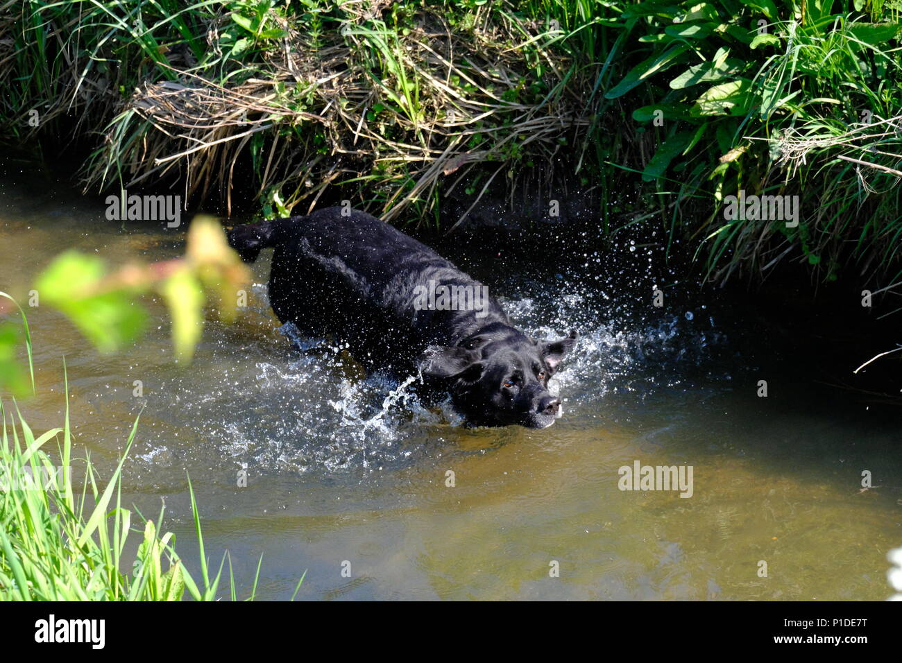 Splashing around in hi-res stock photography and images - Alamy