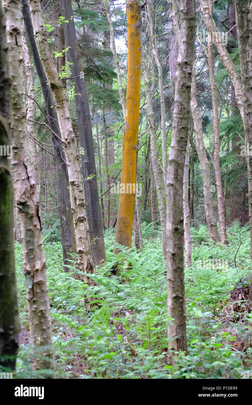 A tree covered with bright orange lichen amongst silver birch trees ...