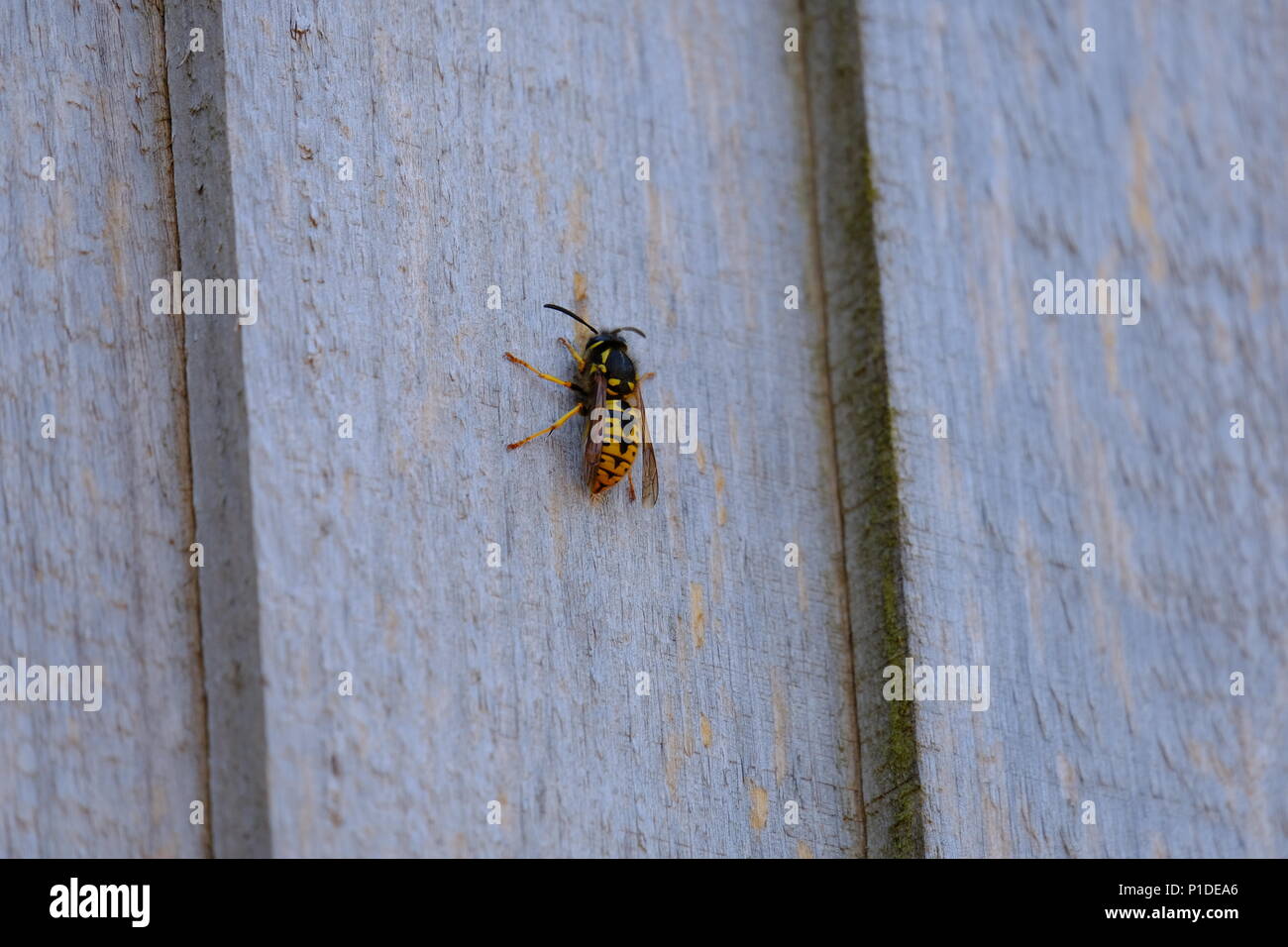 A wasp is on a fence panel chewing it to get material for the nest ...