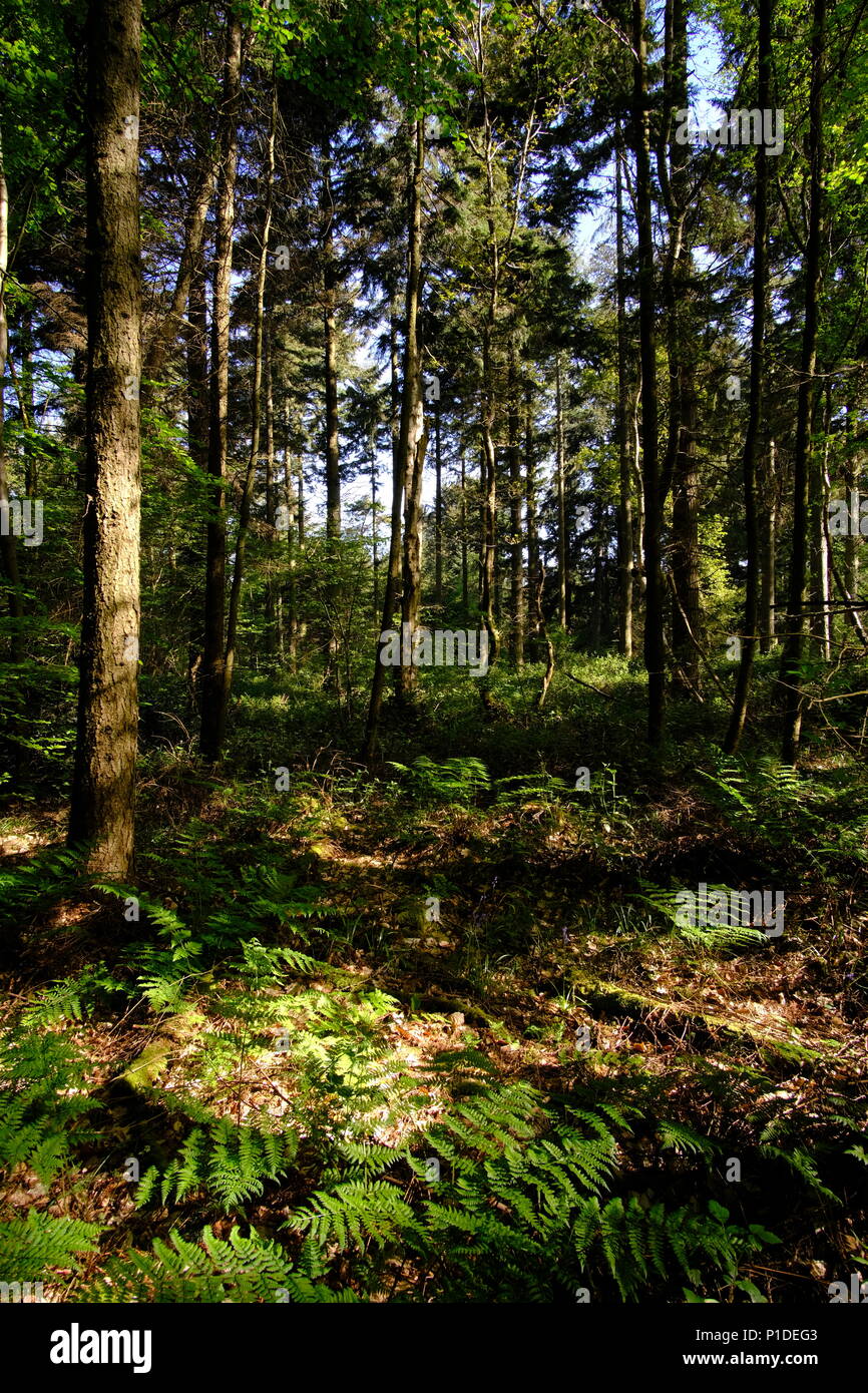 Conifers in a woodland with ferns as an undergrowth Stock Photo - Alamy