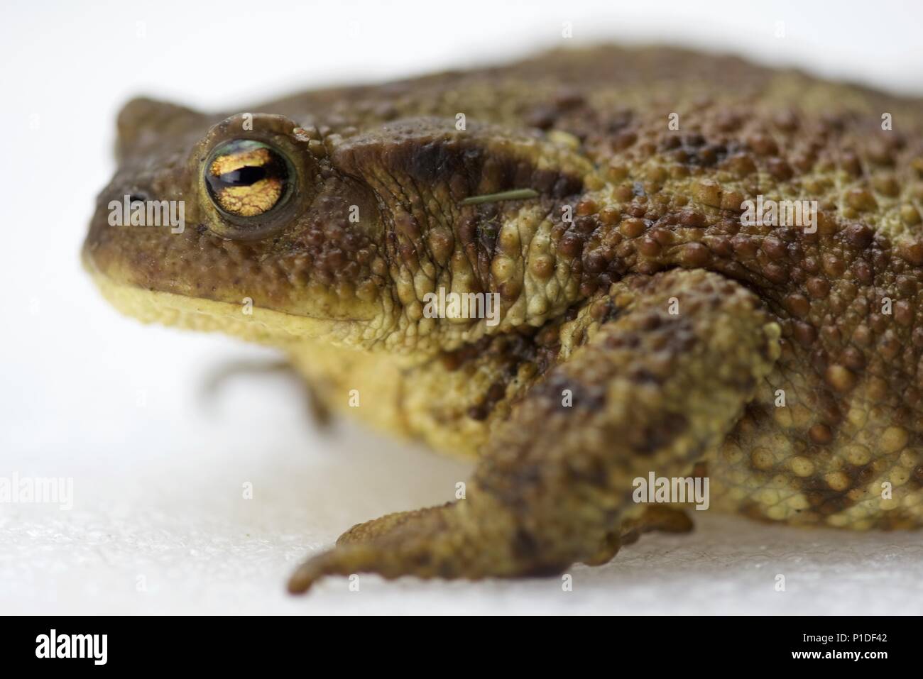 Common Toad (Bufo bufo): an islolated Common Toad on a white background ...