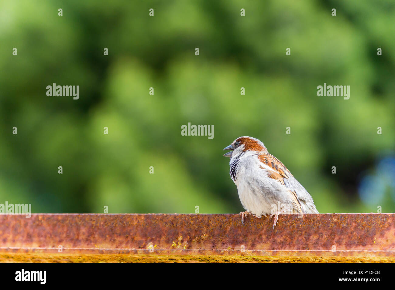 Cute little brown bird hi-res stock photography and images - Alamy