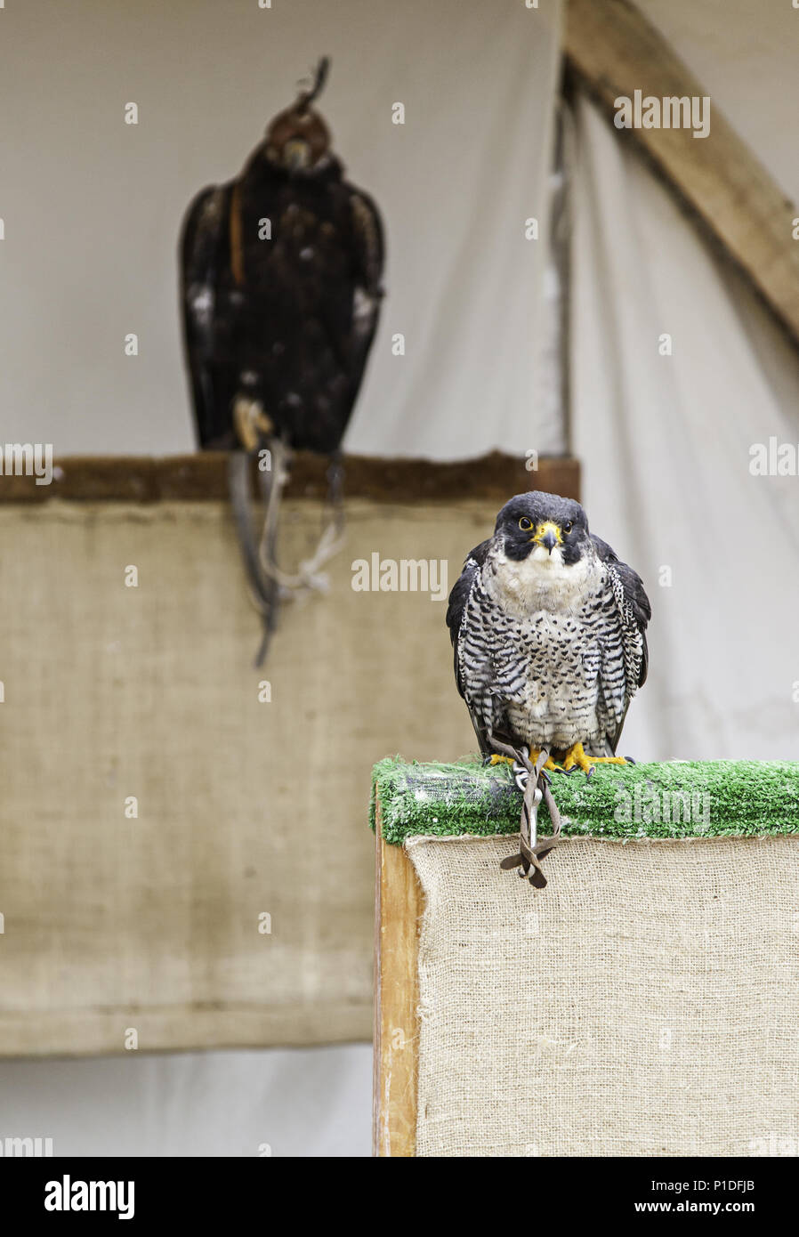 Red tailed hawk portrait detail hi-res stock photography and images - Alamy