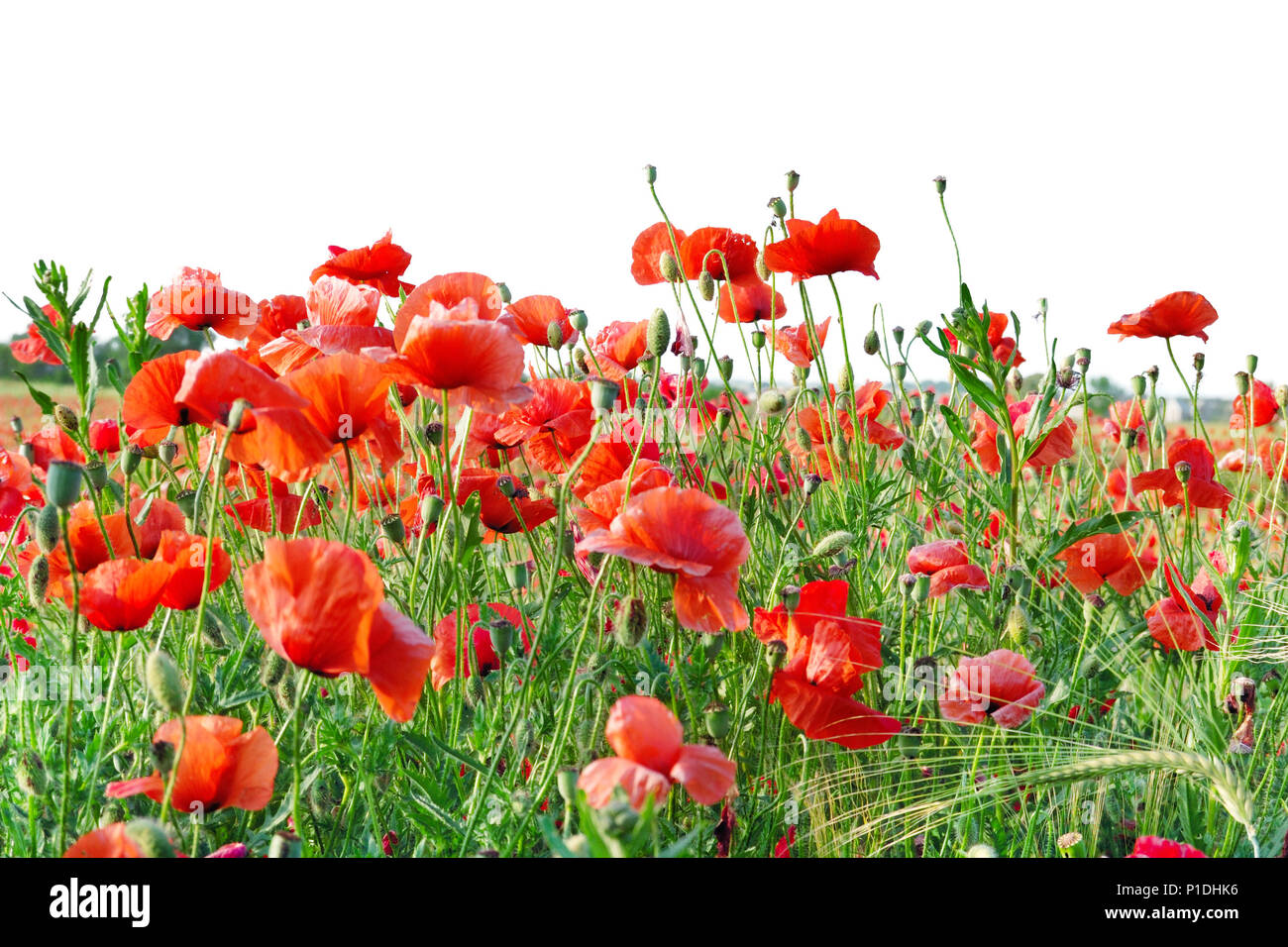 Red poppies isolated on white background Stock Photo - Alamy