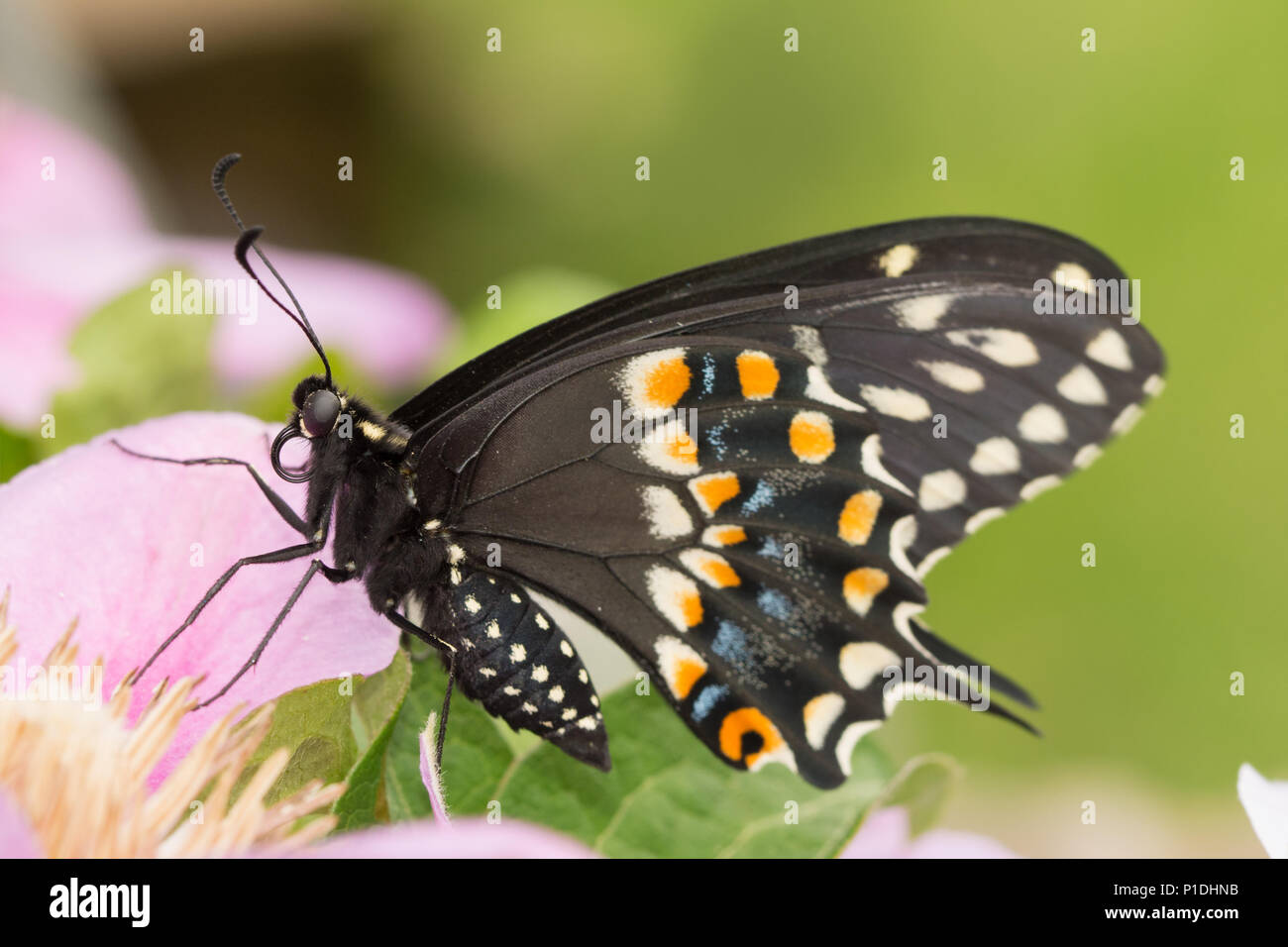 Closeup butterfly wing hi-res stock photography and images - Alamy