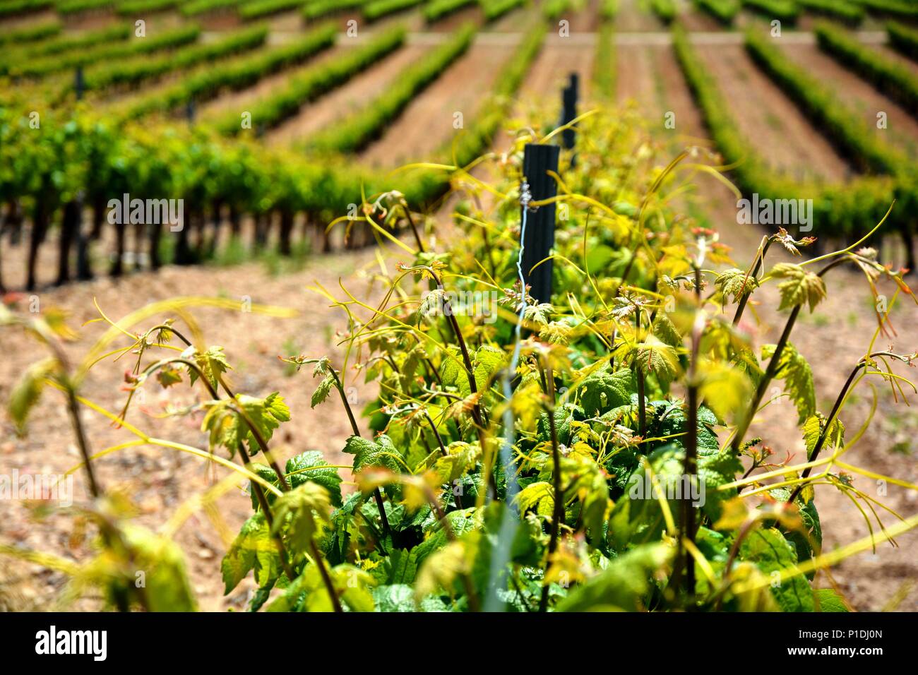 green vineyard, vineyards Stock Photo - Alamy