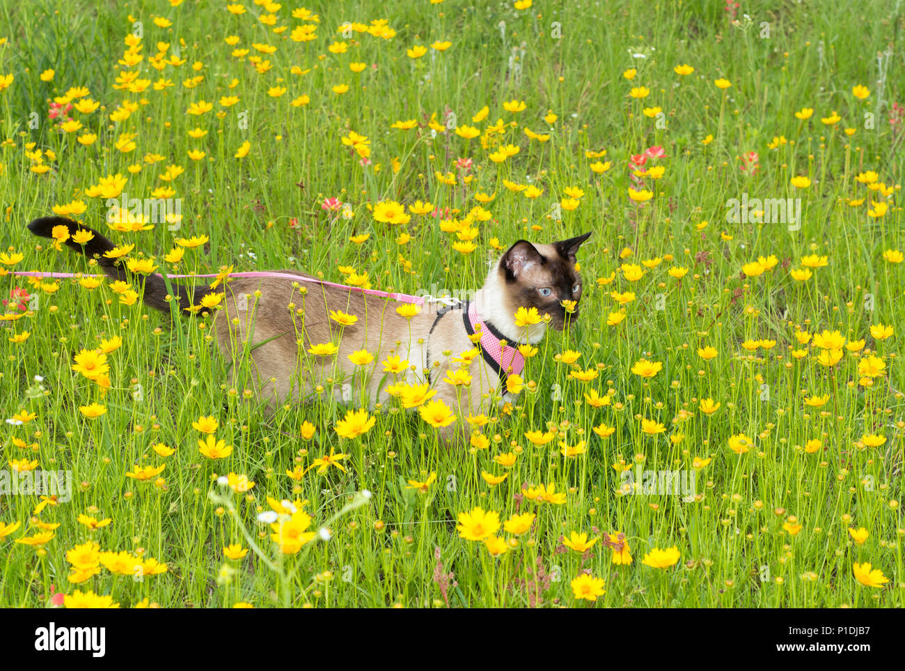 Chocolate point siamese cat hi-res stock photography and images - Alamy