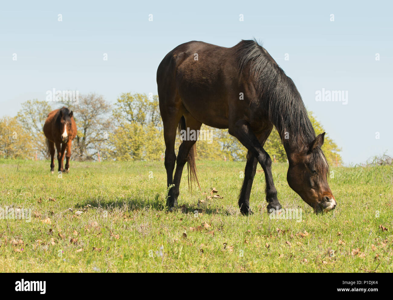 Dark bay horse hi-res stock photography and images - Alamy
