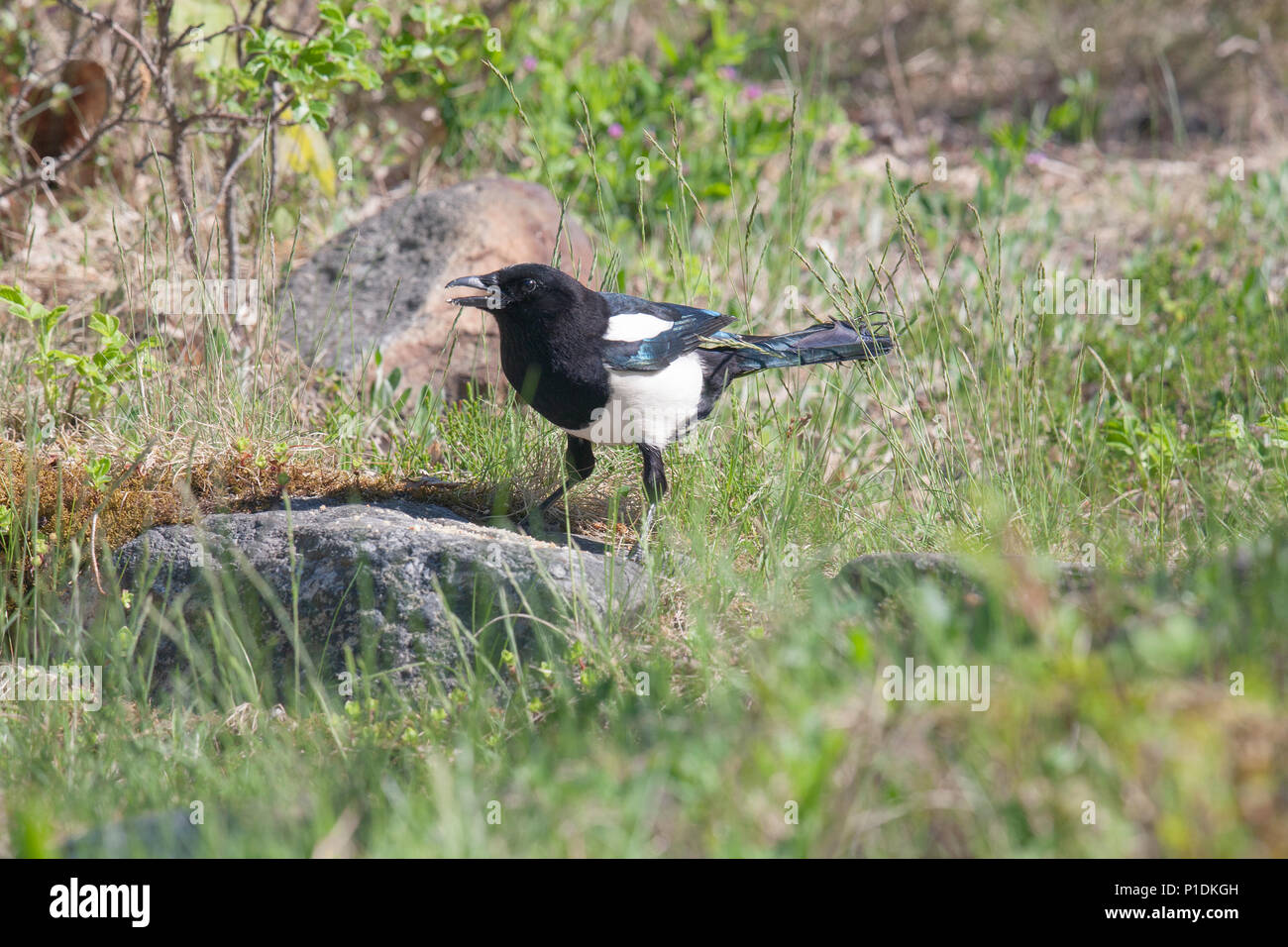Eurasian magpie magpie bird crow pica pica hi-res stock photography and ...