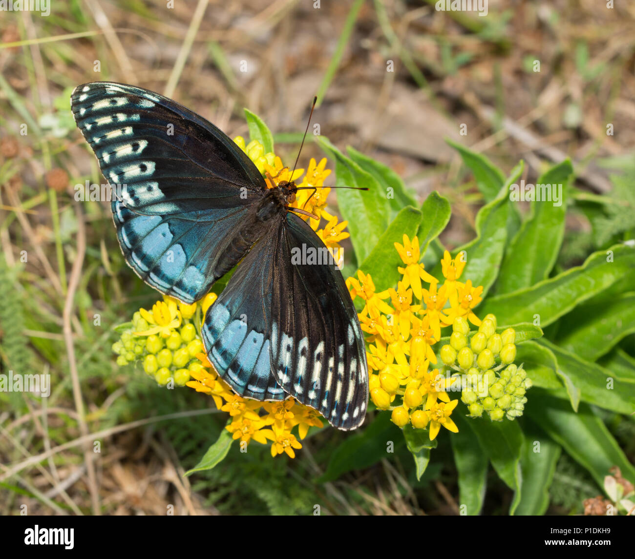 Diana fritillary butterfly hi-res stock photography and images - Alamy