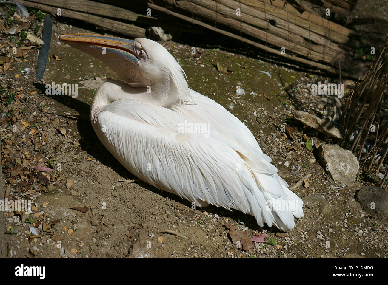 Sleeping pelican hi-res stock photography and images - Alamy