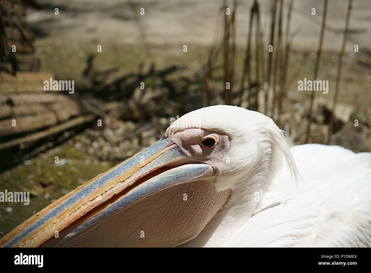 Sleeping pelican hi-res stock photography and images - Alamy