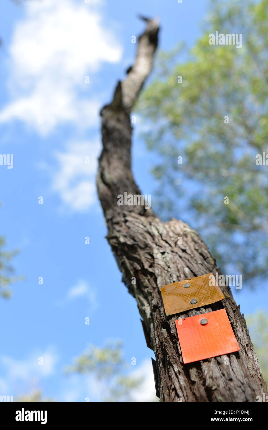 Dead tree blue sky information indicator hi-res stock photography and ...
