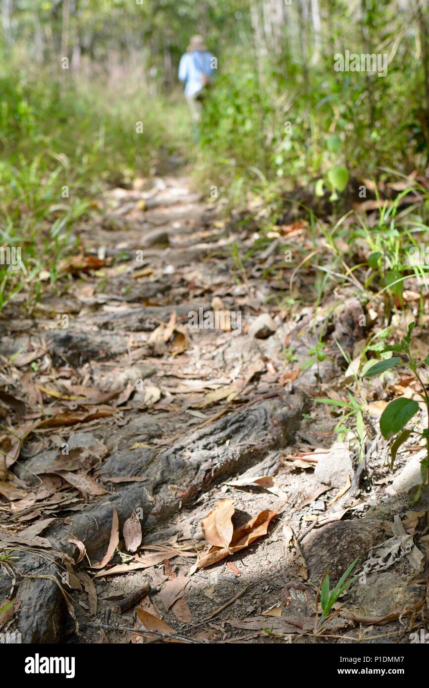 In focus leaf litter on a walking track with blurry person in ...