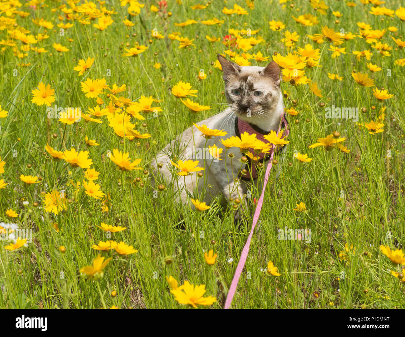 Tortie point Siamese cat on an outdoor adventure in harness, in the ...