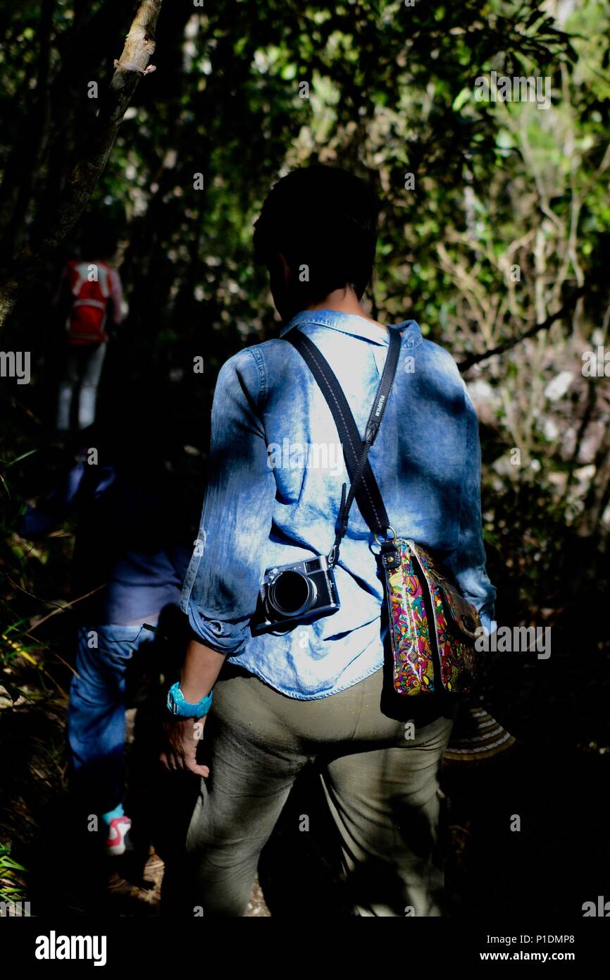 Mother and daughters walk through a forest, Paluma Range National Park ...