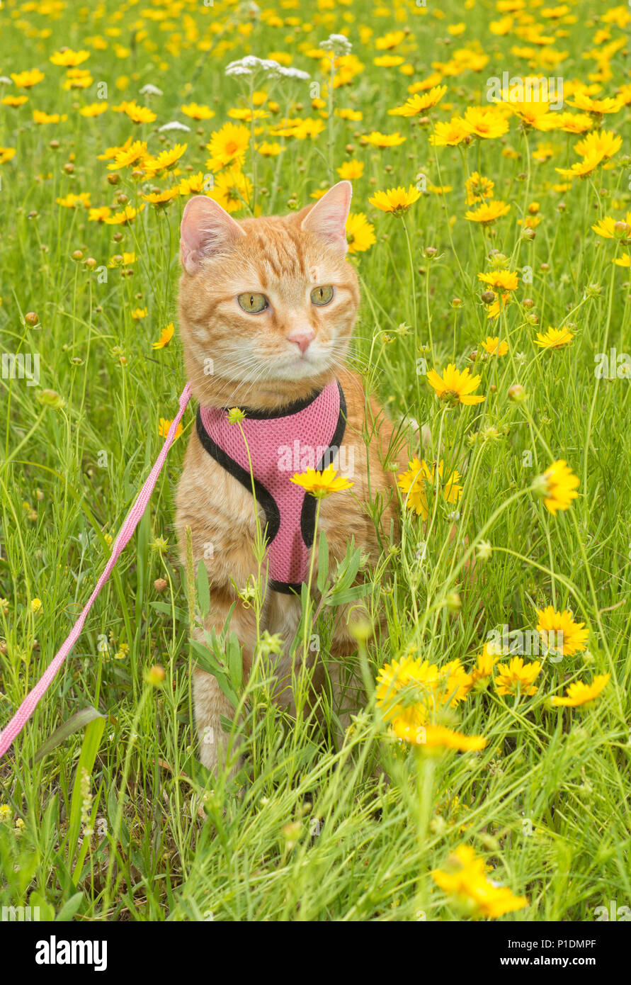 Handsome ginger tabby cat in harness surrounded by yellow wildflowers ...