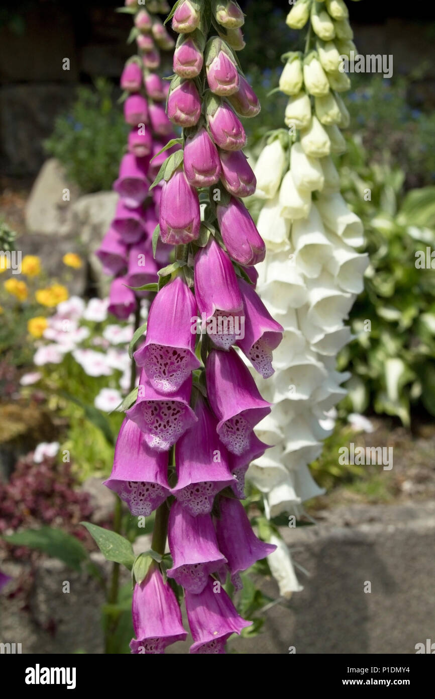 Foxglove garden hi-res stock photography and images - Alamy