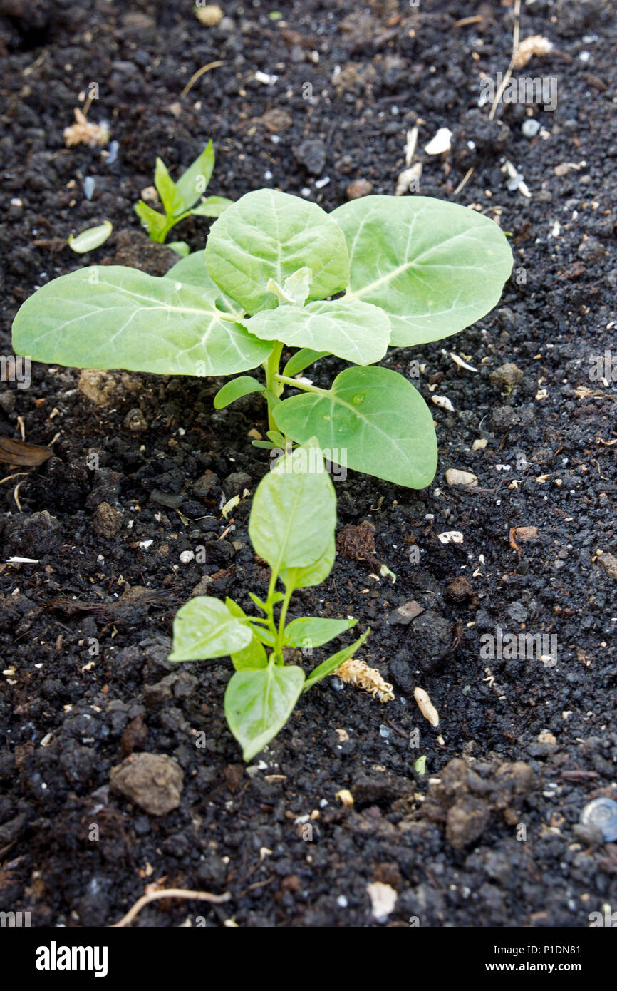 Young plants in a vegetable garden Stock Photo - Alamy