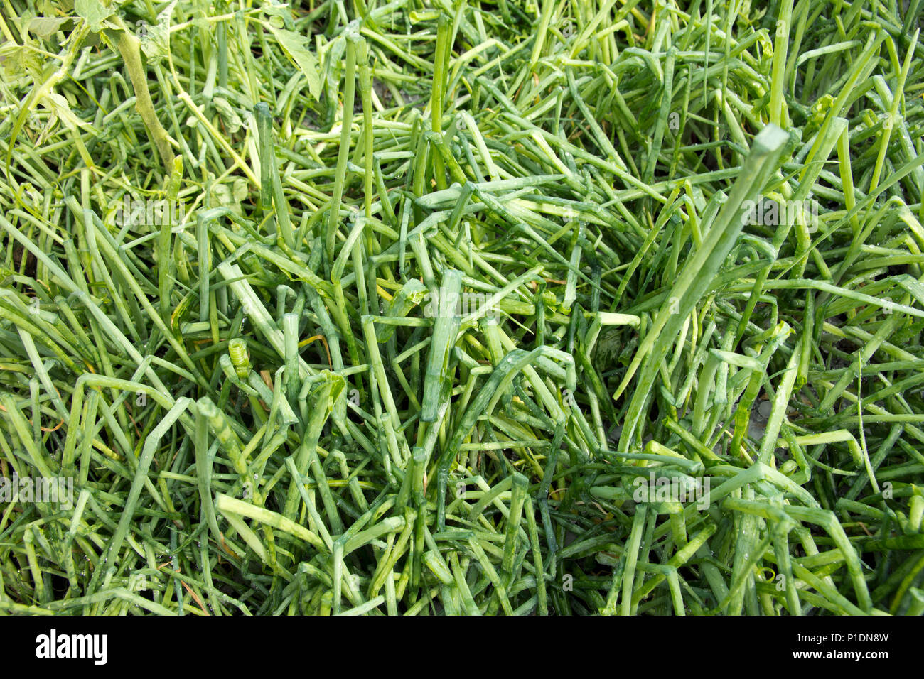 Heavy rain and hail cause a lot of damage in the vegetable garden Stock ...