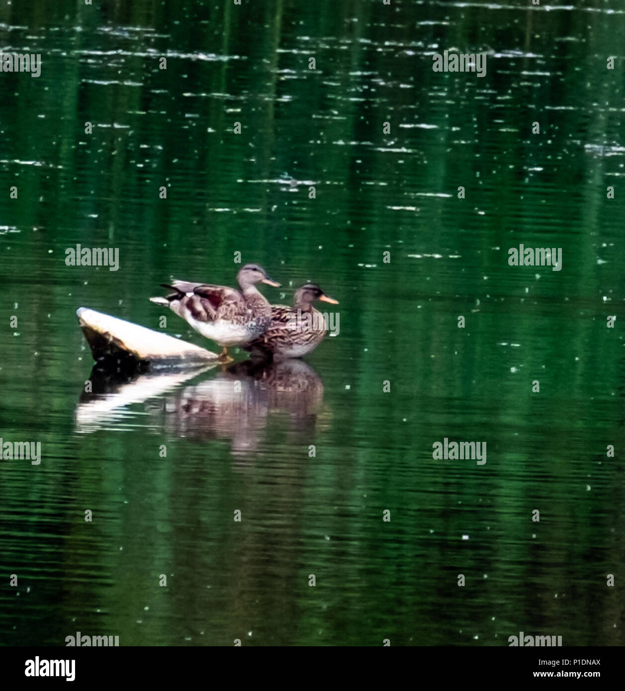birds on the river thames Stock Photo - Alamy