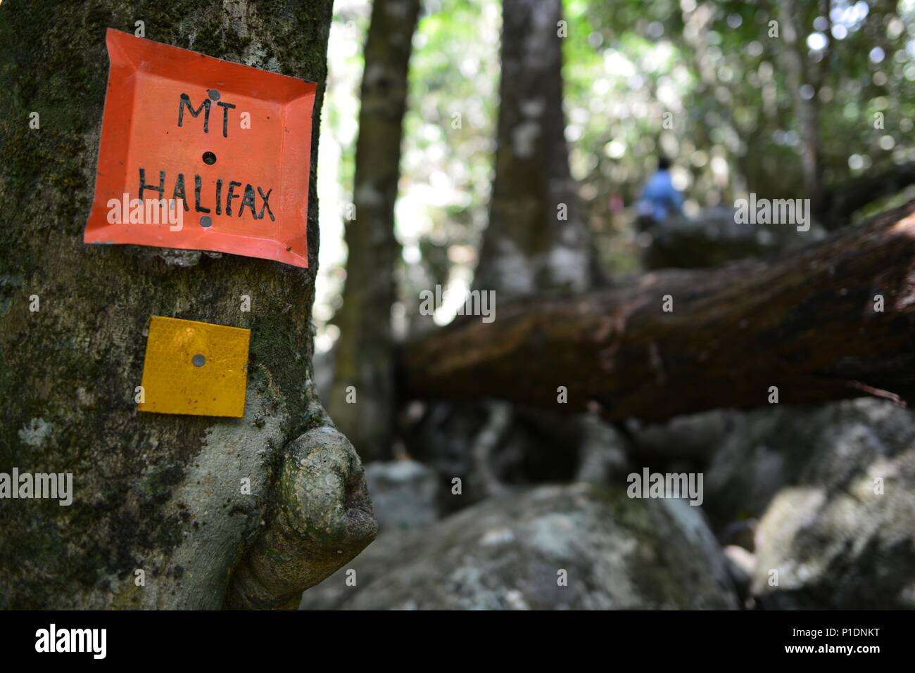 Mount Halifax walking trail sign with reflector on a tree, Paluma Range ...