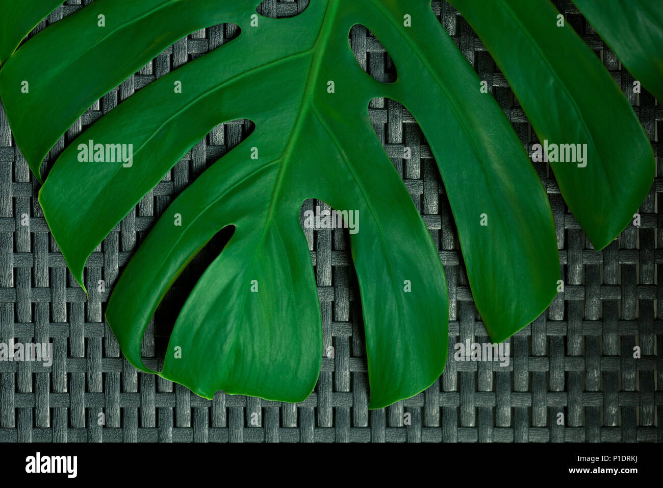 Monstera leaf on a dark textured background, product placement ready ...