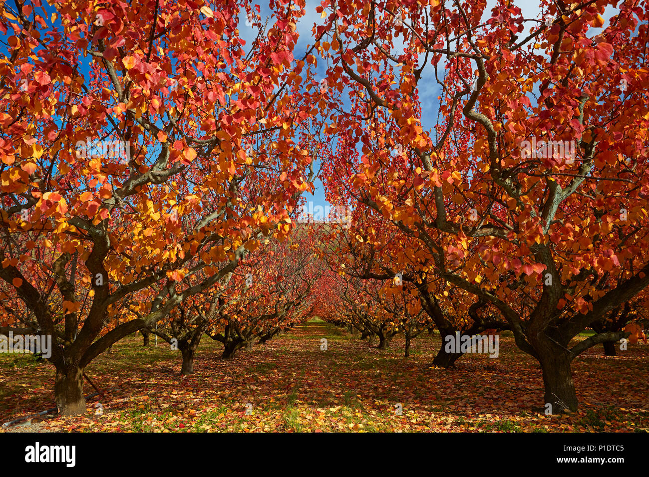 Orchard, Roxburgh, Central Otago, South Island, New Zealand Stock Photo ...