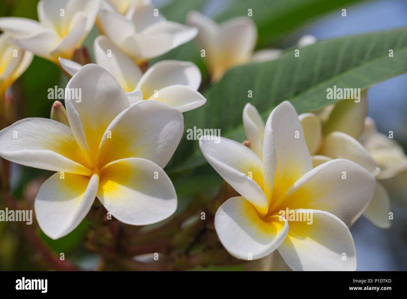 Pleasant odor hi-res stock photography and images - Alamy